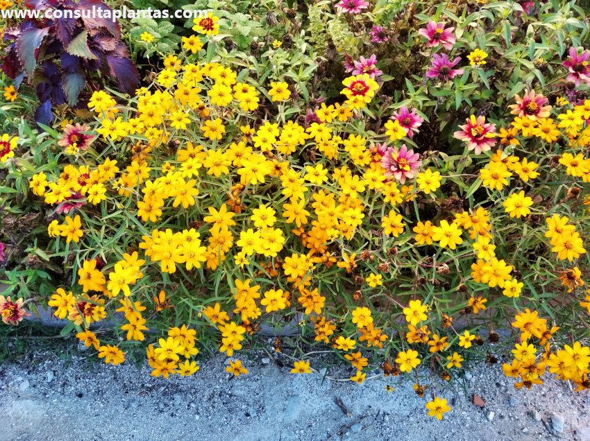 threadleaf coreopsis care