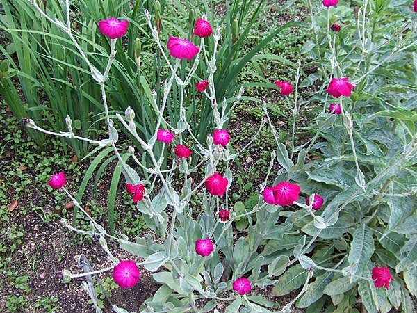 growing lychnis