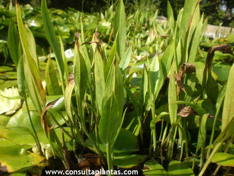 Alisma plantago-aquatica or Common water-plantain | Care and Growing