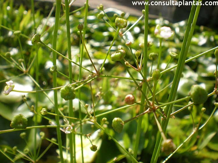Alisma plantago-aquatica or Common water-plantain | Care and Growing
