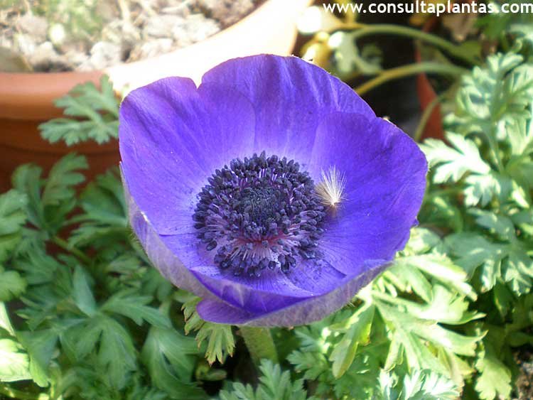 Anemone coronaria o Anémona de jardín | Cuidados