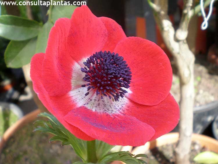 Anemone coronaria o Anémona de jardín | Cuidados