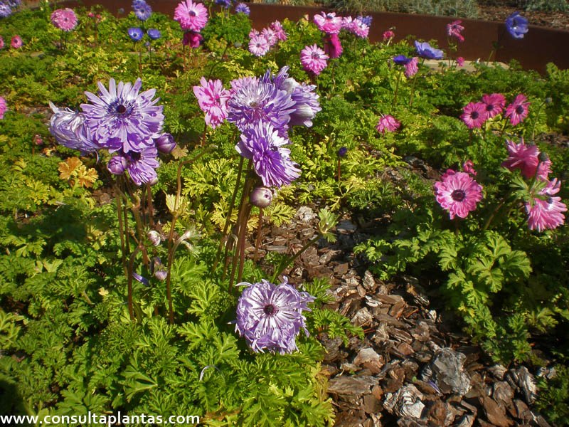 Anemone coronaria o Anémona de jardín | Cuidados