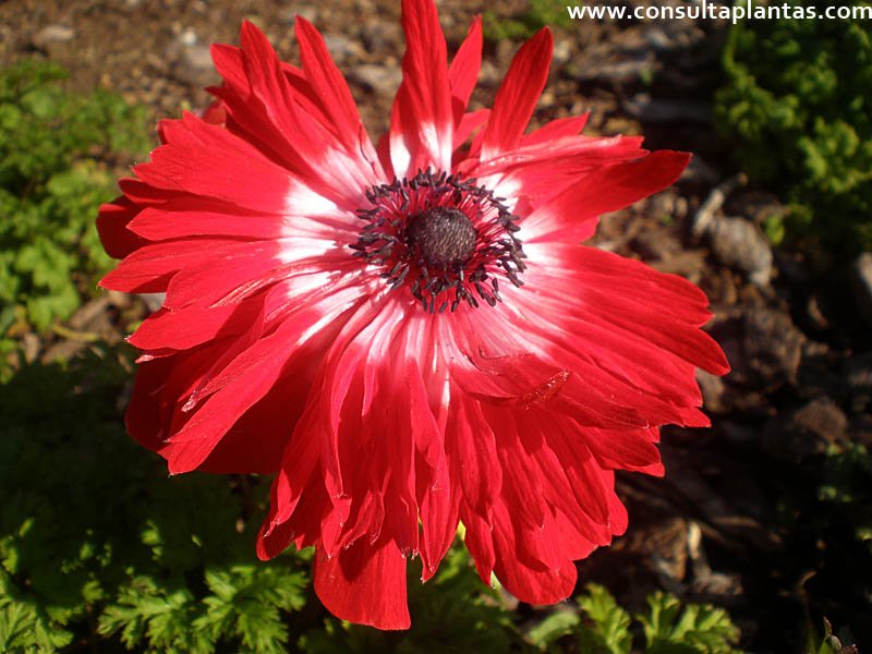 Anemone coronaria o Anémona de jardín | Cuidados