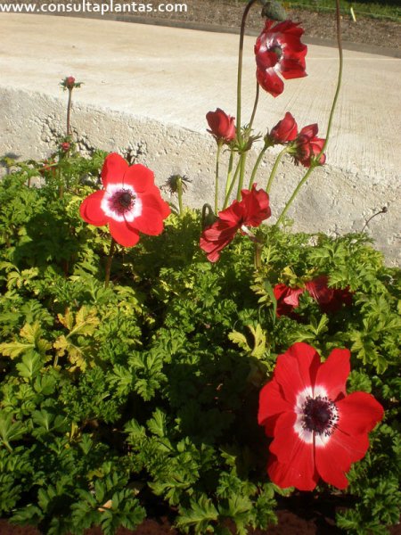 Anemone coronaria o Anémona de jardín | Cuidados