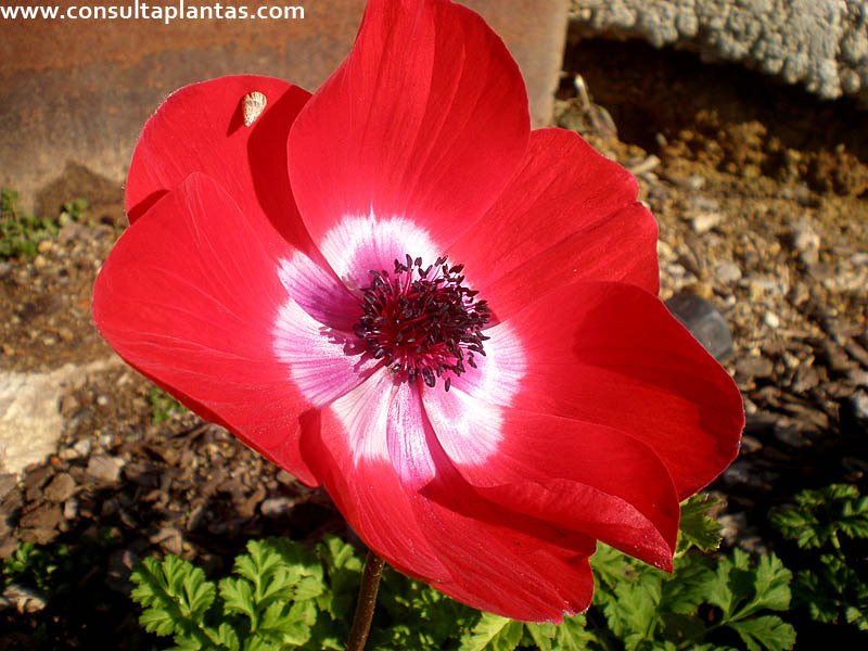 Anemone coronaria o Anémona de jardín | Cuidados