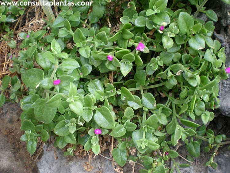 Aptenia cordifolia, Rocío o Escarcha | Cuidados