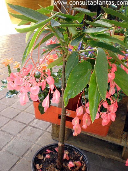 Begonia corallina o Begonia tamaya | Cuidados