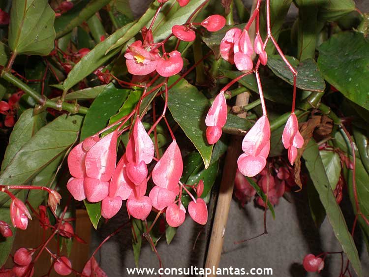 Begonia corallina o Begonia tamaya | Cuidados