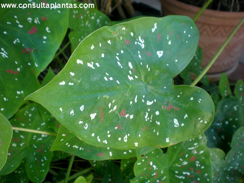 Caladium bicolor, Capotillo o Caladio | Cuidados