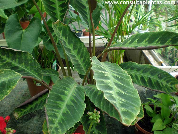 Calathea o Calatea | Cuidados