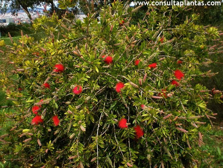 Callistemon Linearis