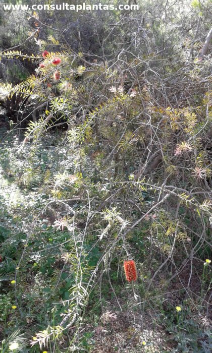 Callistemon rugulosus o Limpiatubos escarlata | Cuidados