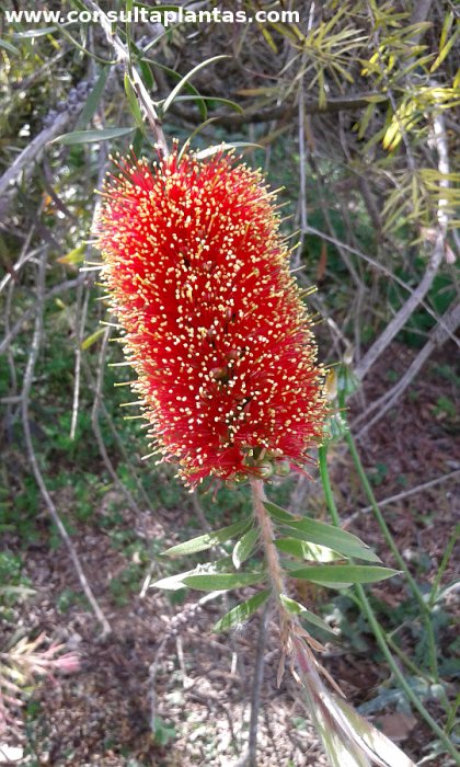 Callistemon rugulosus or Scarlet Bottlebrush | Care and Growing