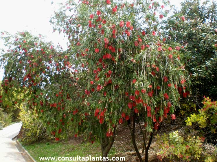 Callistemon Linearis