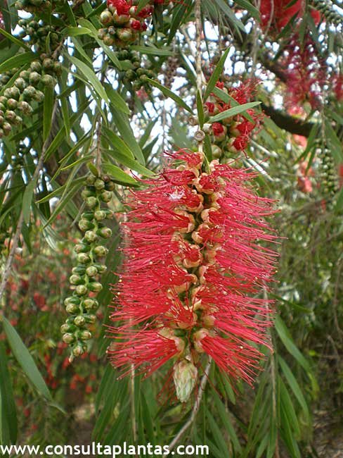 Callistemon viminalis o Limpiatubos llorón | Cuidados