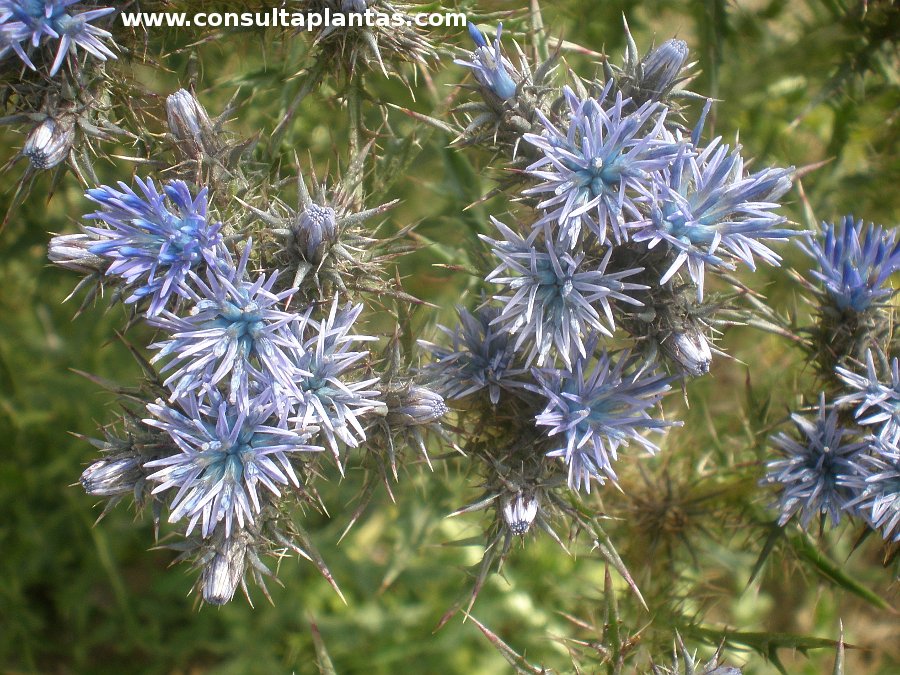 Cardopatium corymbosum o Cardo aljonjero negro de Jarava | Cuidados