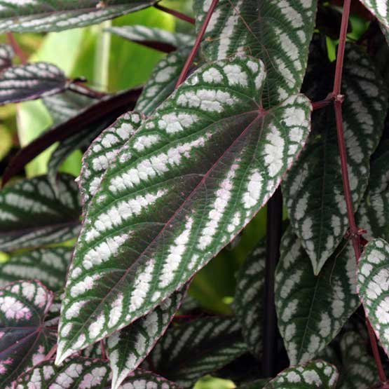 Cissus discolor o Ciso | Cuidados