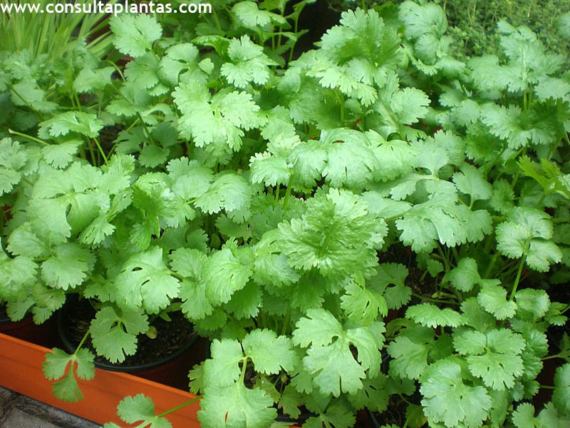 Coriandrum sativum o Cilantro | Cuidados