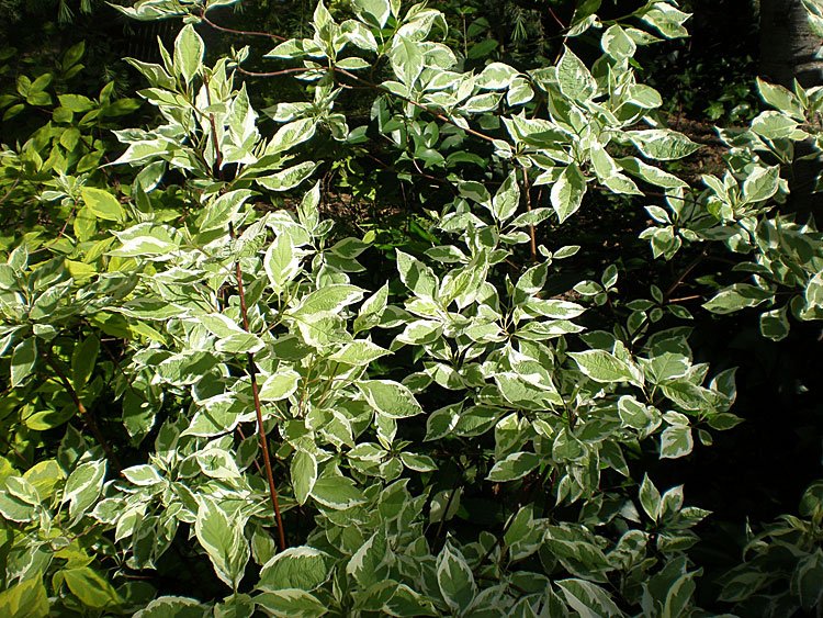 Cornus alba o Cornejo blanco | Cuidados