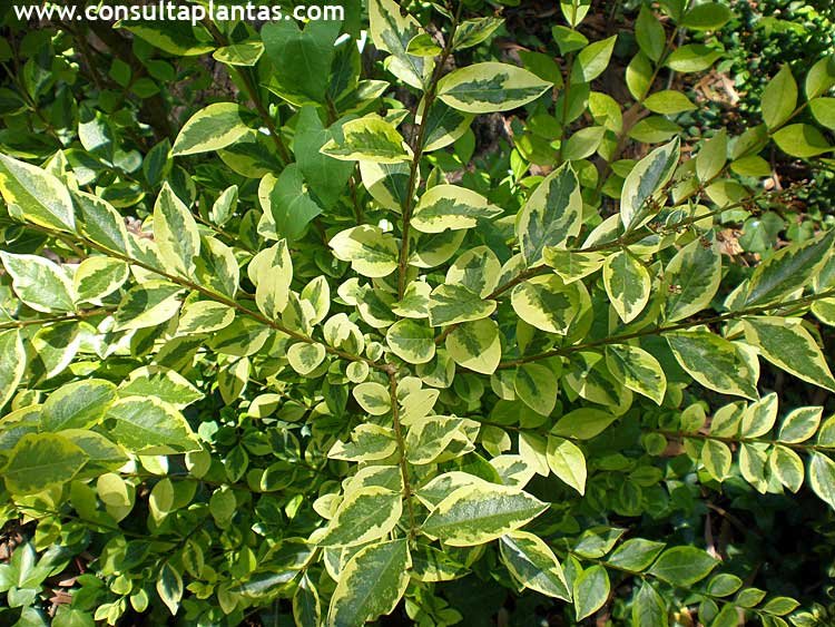 Cornus alba o Cornejo blanco | Cuidados