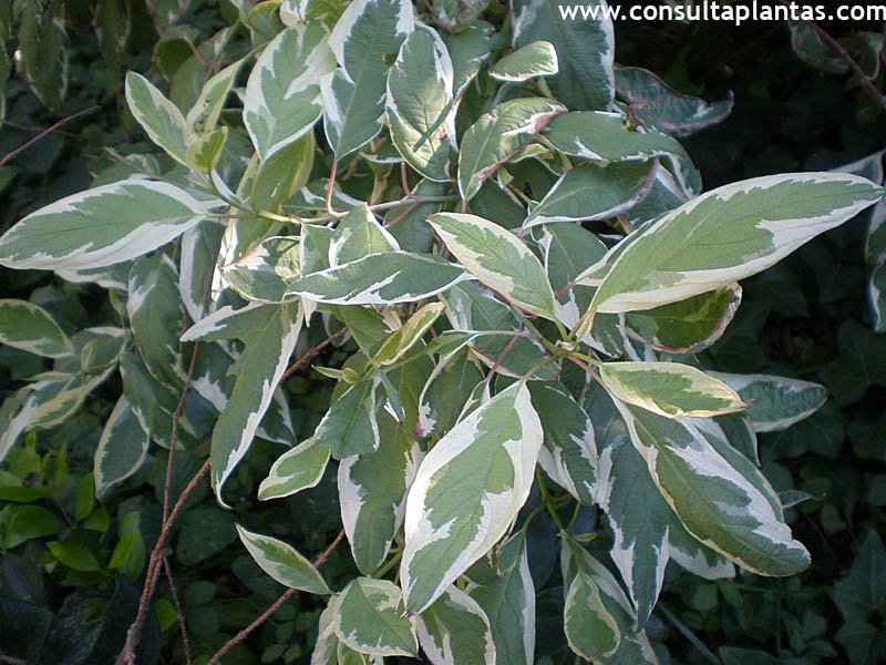 Cornus alba o Cornejo blanco | Cuidados