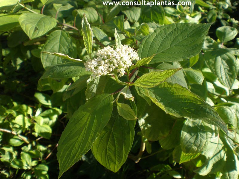 Cornus alba o Cornejo blanco | Cuidados