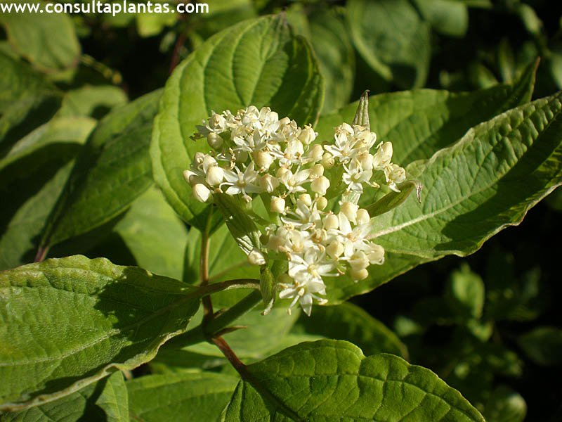 Cornus alba o Cornejo blanco | Cuidados
