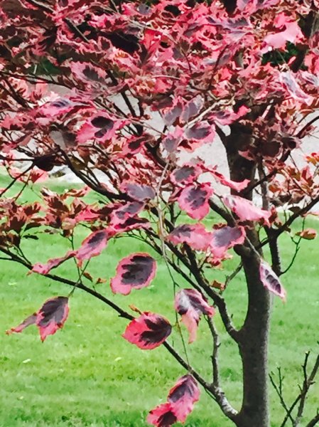 Cornus alba o Cornejo blanco | Cuidados