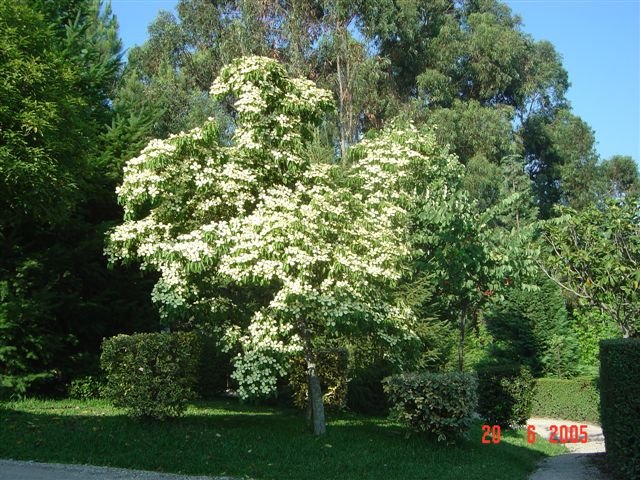 Cornus capitata o Cornejo del Himalaya | Cuidados