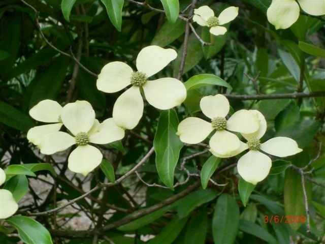 Cornus capitata or Evergreen dogwood | Care and Growing