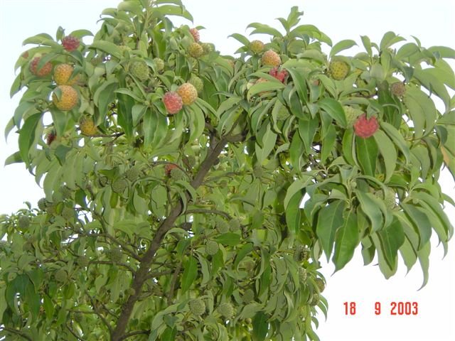 Cornus capitata or Evergreen dogwood | Care and Growing