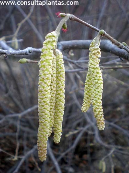 Corylus avellana o Avellano | Cuidados