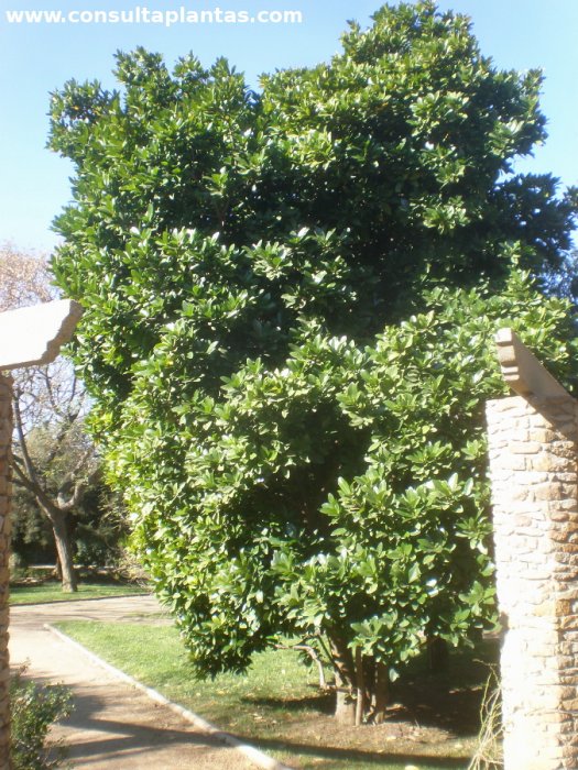 Corynocarpus laevigatus or New Zealand laurel | Care and Growing