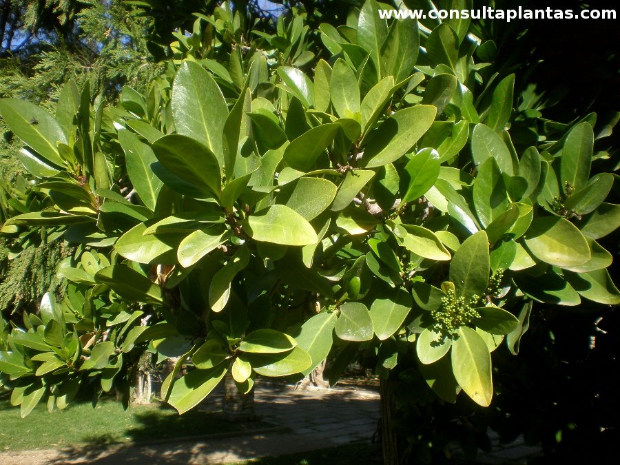 Corynocarpus laevigatus or New Zealand laurel | Care and Growing