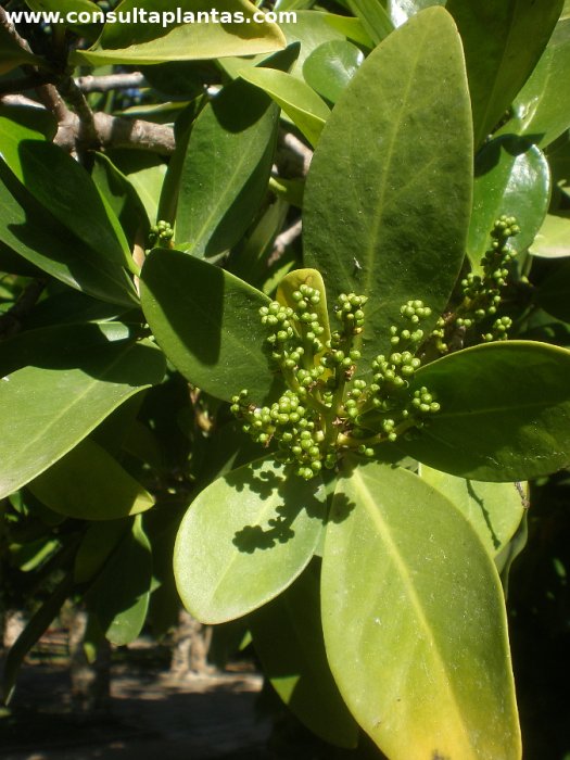 Corynocarpus laevigatus or New Zealand laurel | Care and Growing