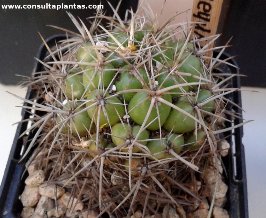 Coryphantha andreae o Coryphantha pycnacantha | Cuidados
