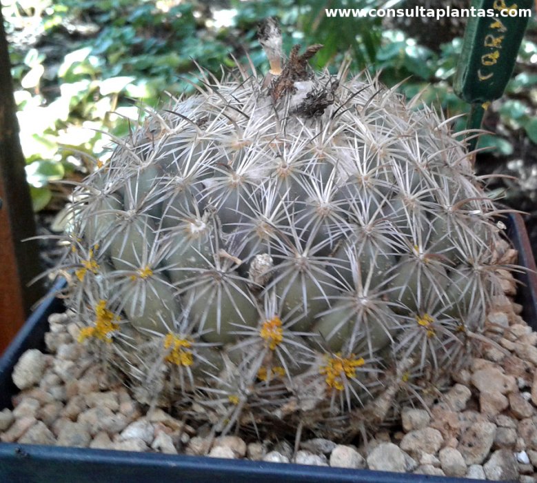 Coryphantha compacta o Biznaga partida compacta | Cuidados