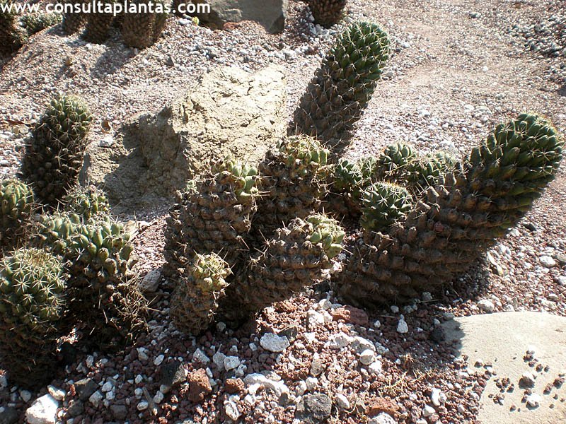 Coryphantha octacantha o Coryphantha clava | Cuidados