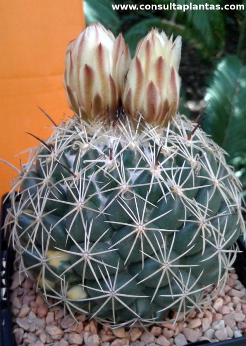 Coryphantha pallida o Chiche de coneja | Cuidados