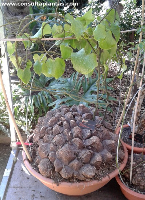 Dioscorea elephantipes o Pata de elefante | Cuidados