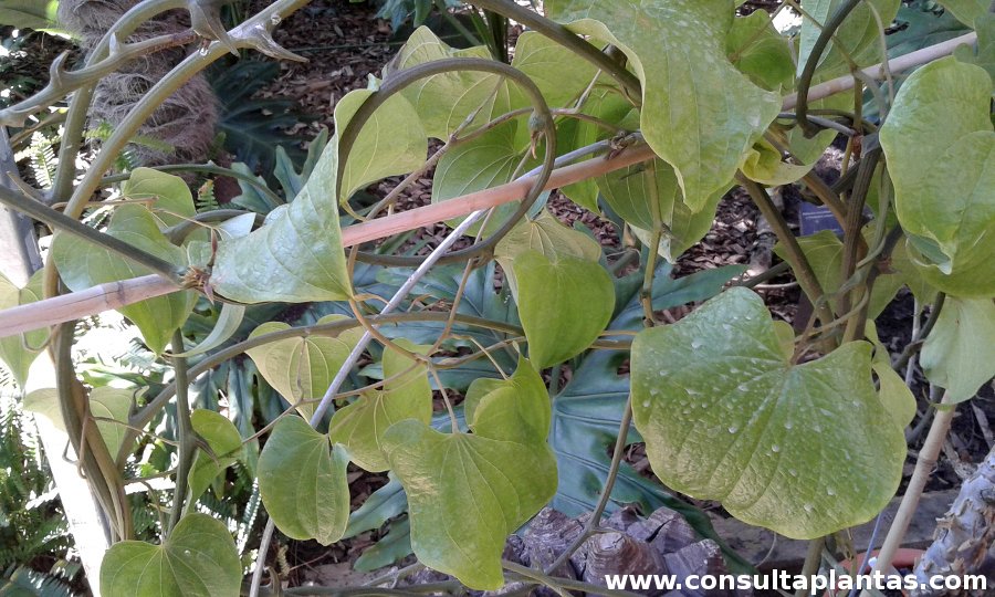 Dioscorea elephantipes or Elephant foot | Care and Growing