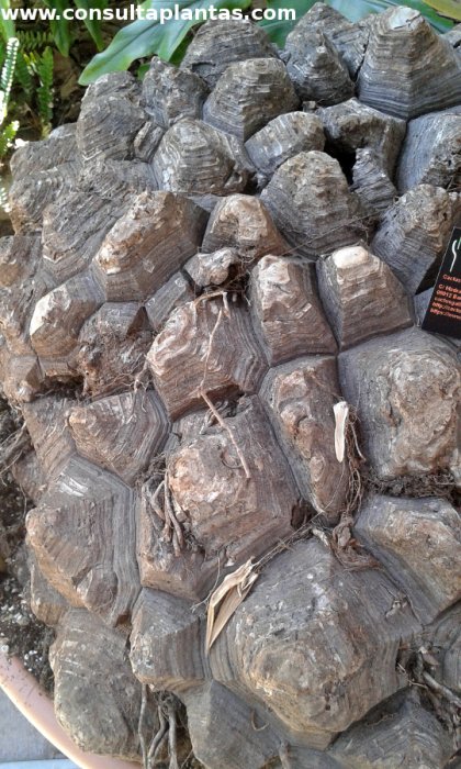 Dioscorea elephantipes or Elephant foot | Care and Growing