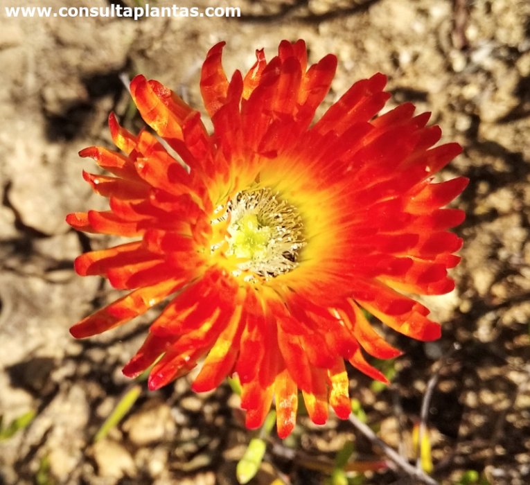 Drosanthemum bicolor o Flor de rocío | Cuidados
