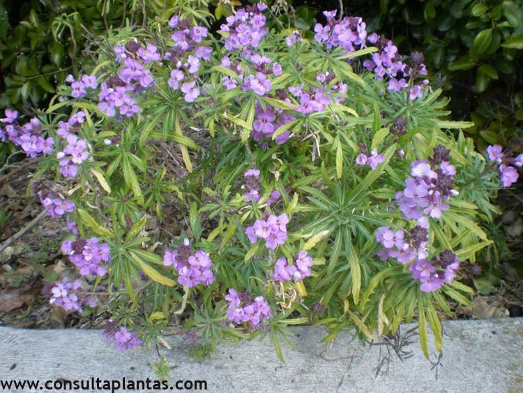 Erysimum o Erisimo | Cuidados