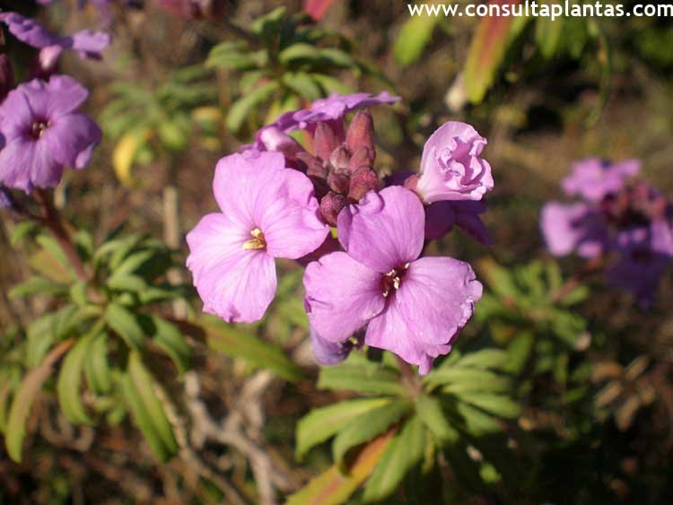 Erysimum o Erisimo | Cuidados
