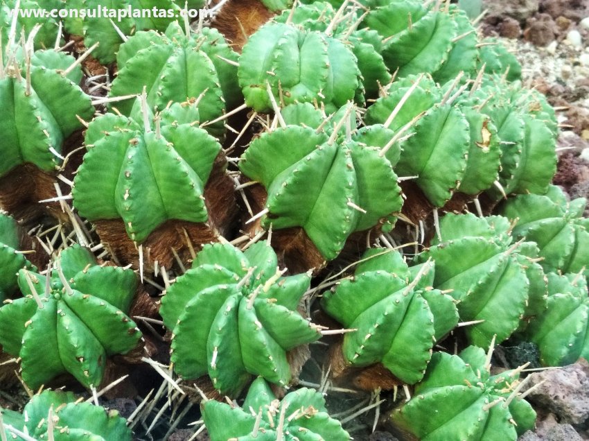 Euphorbia Meloformis Melon Spurge World Of Succulents