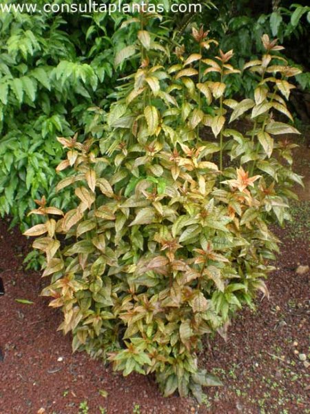 Galería de fotos de arbustos y plantas trepadoras.