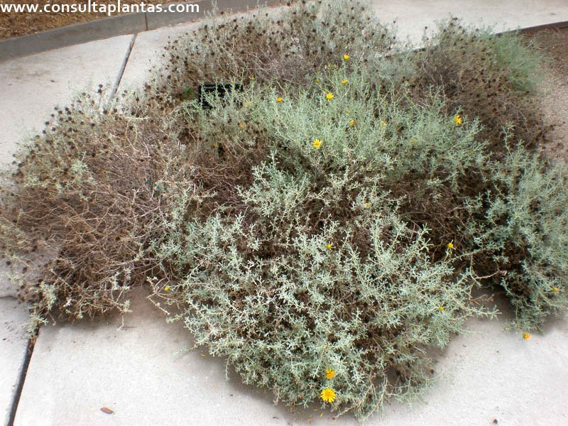 Galería de fotos de flores y plantas.