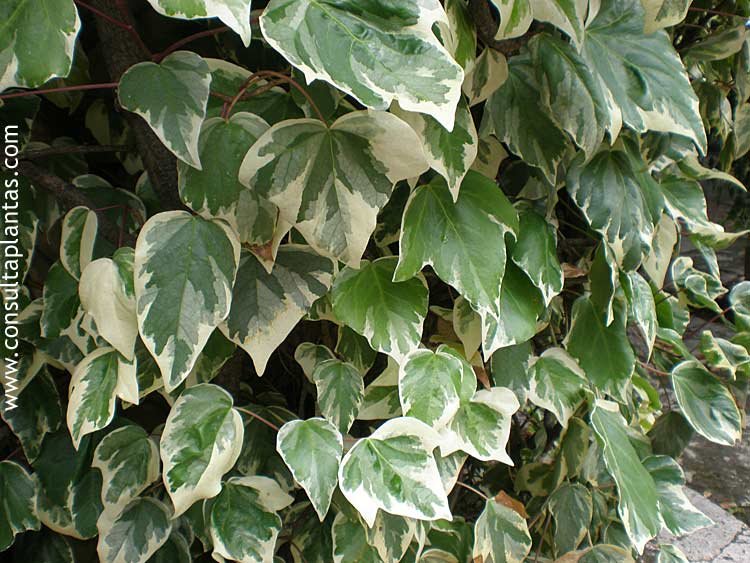 Consulta Plantas: Fichas con cuidados de plantas.